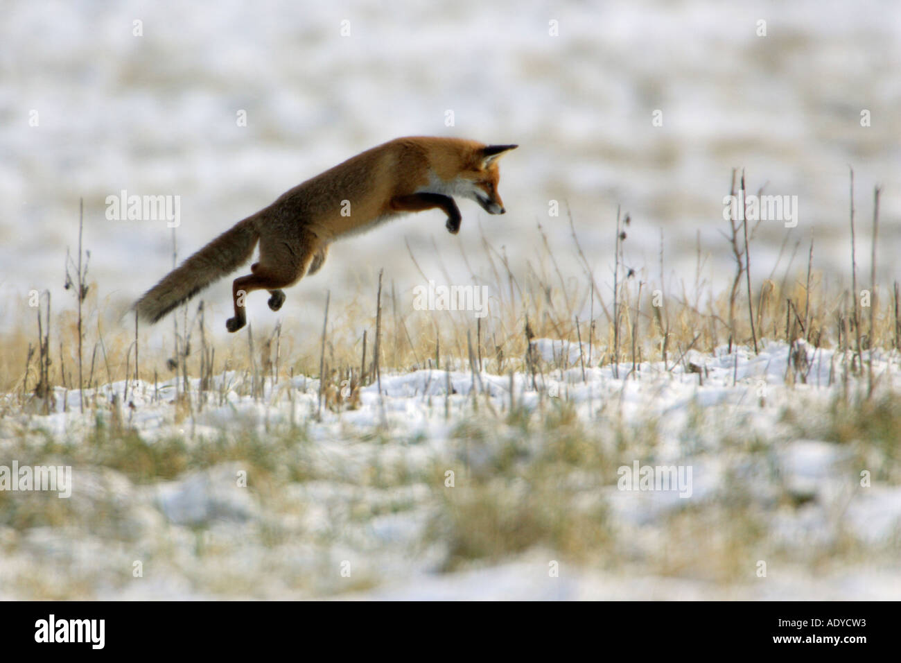 European Red Fox Vulpes vulpes Stock Photo - Alamy