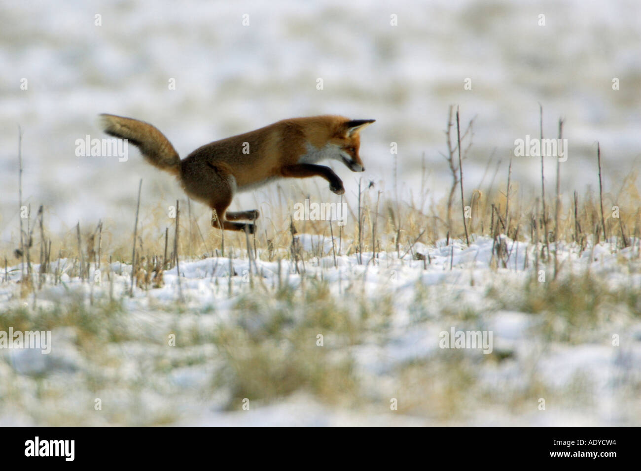 European Red Fox Vulpes vulpes Stock Photo - Alamy
