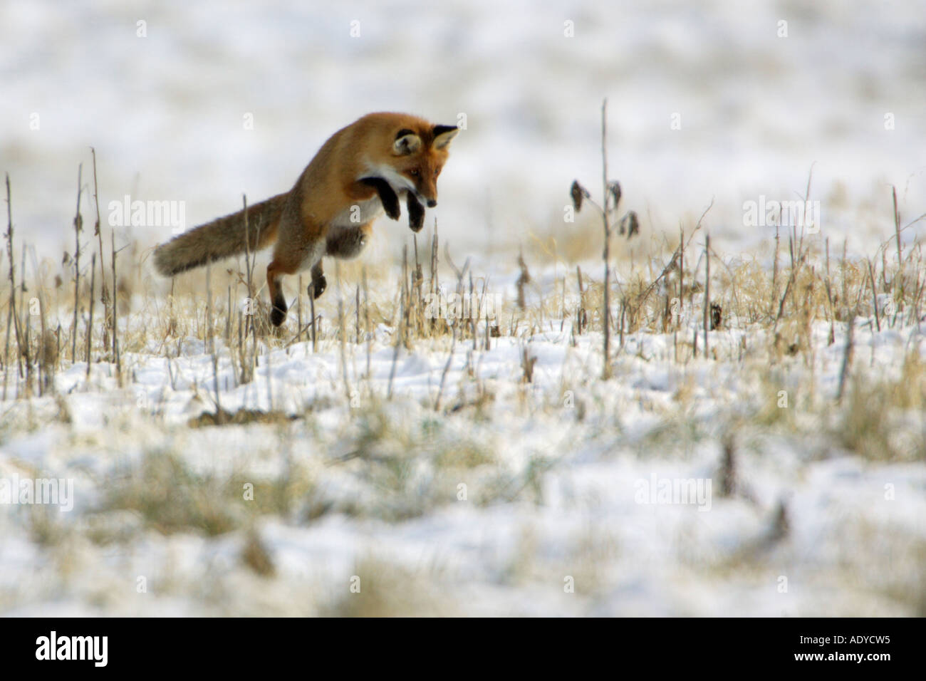 Red fox chasing prey hi-res stock photography and images - Alamy