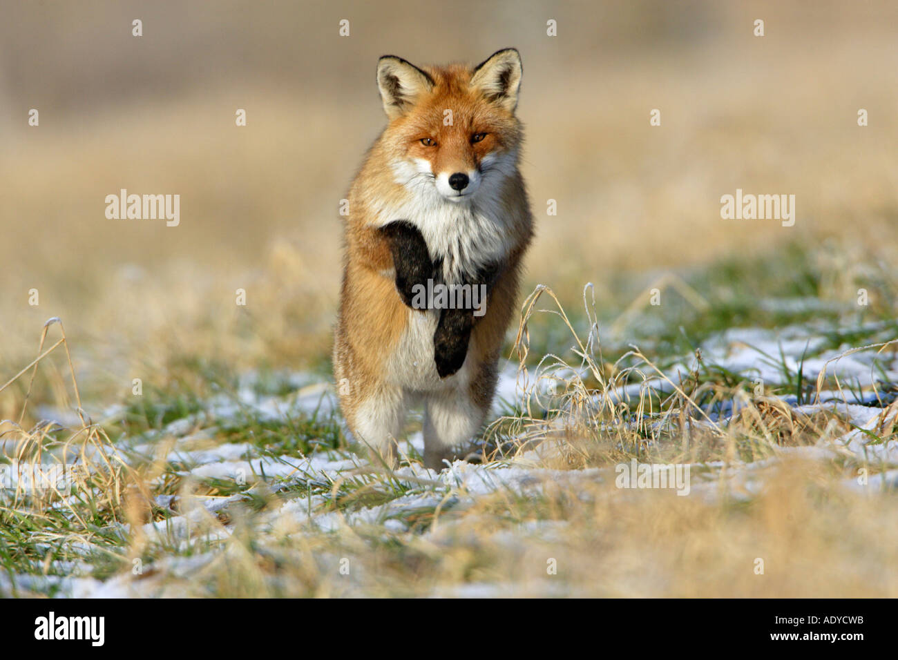 Red fox chasing prey hi-res stock photography and images - Alamy