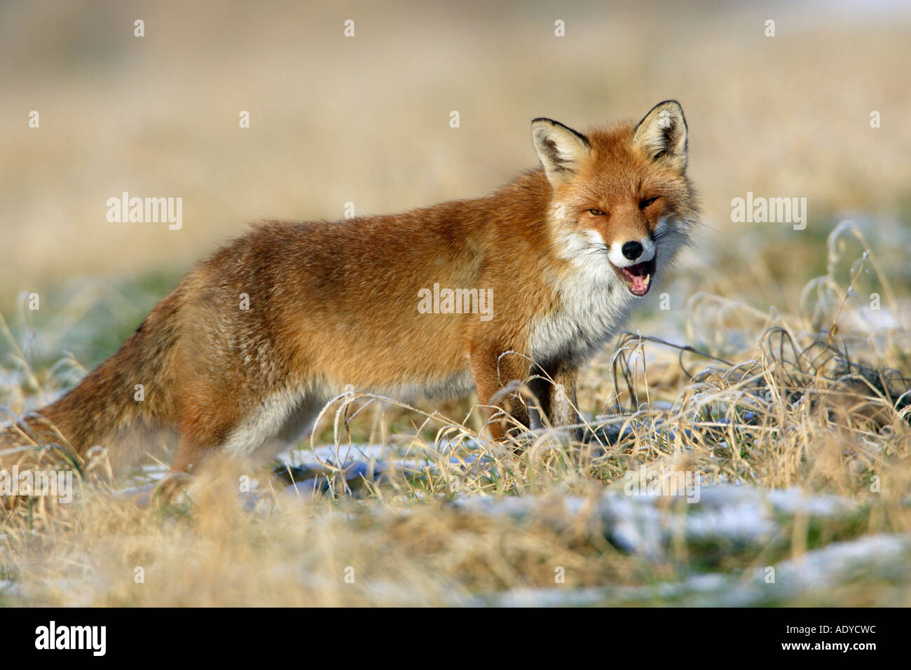 European Red Fox Vulpes vulpes Stock Photo - Alamy