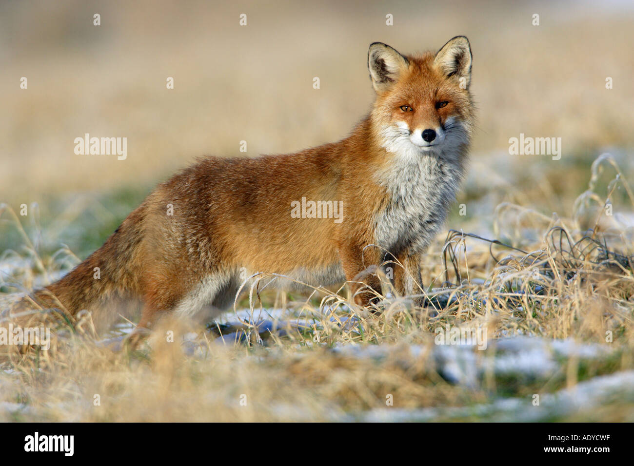 European Red Fox Vulpes vulpes Stock Photo - Alamy