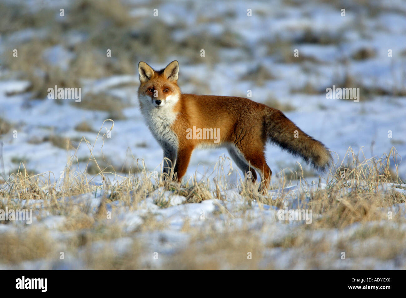 European Red Fox Vulpes vulpes Stock Photo - Alamy