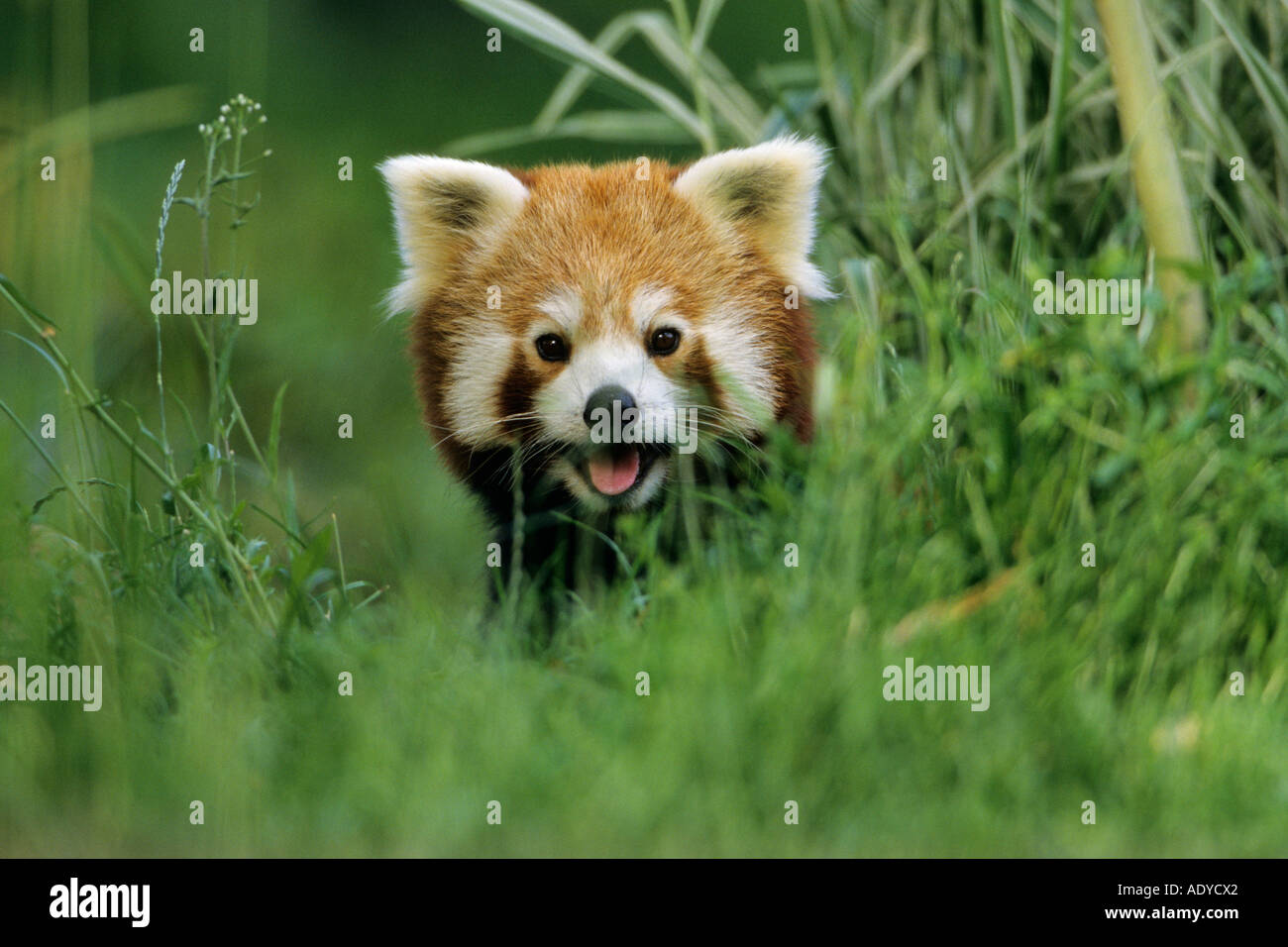 Red cat bear hi-res stock photography and images - Alamy
