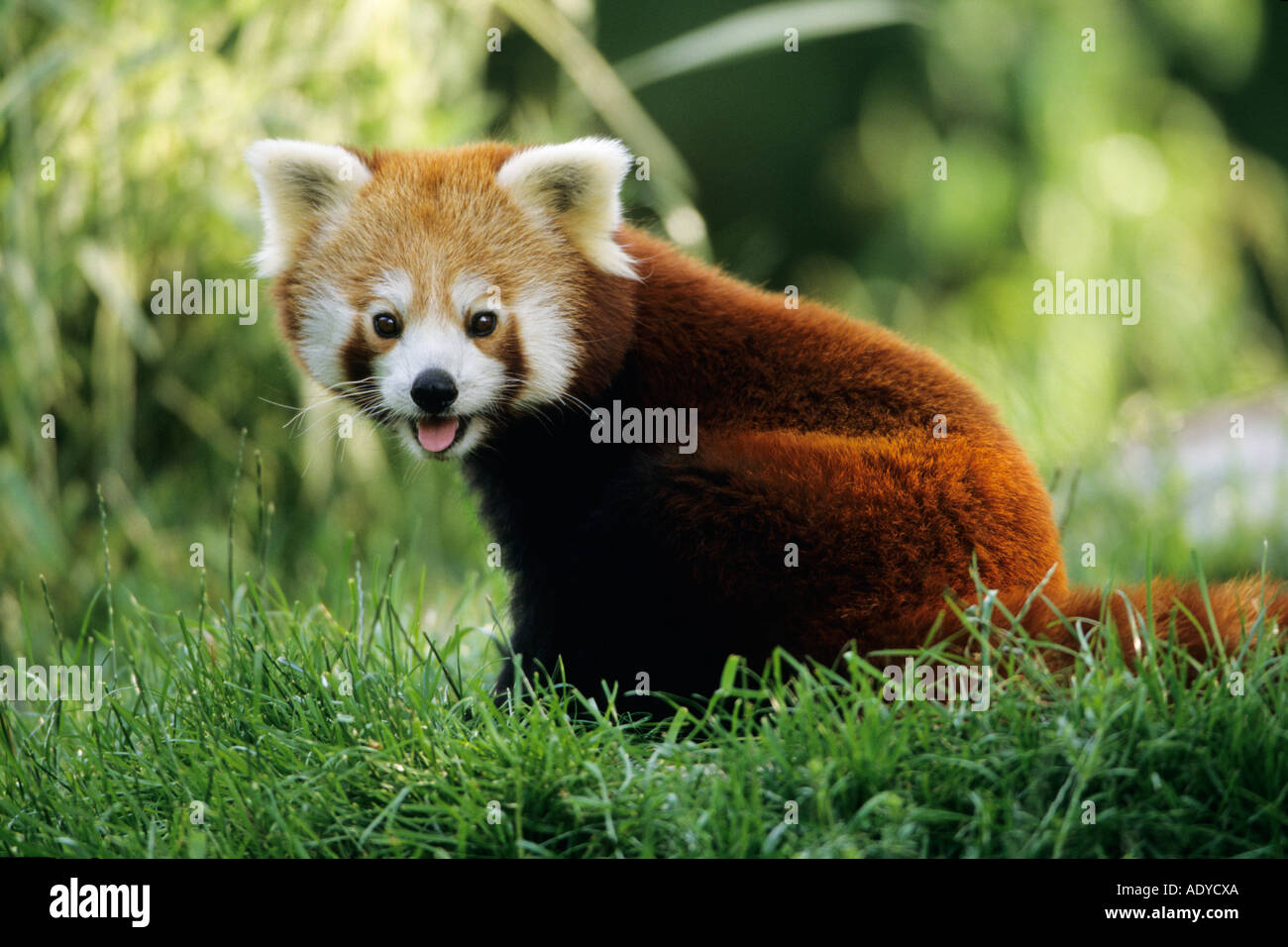 Red cat bear hi-res stock photography and images - Alamy