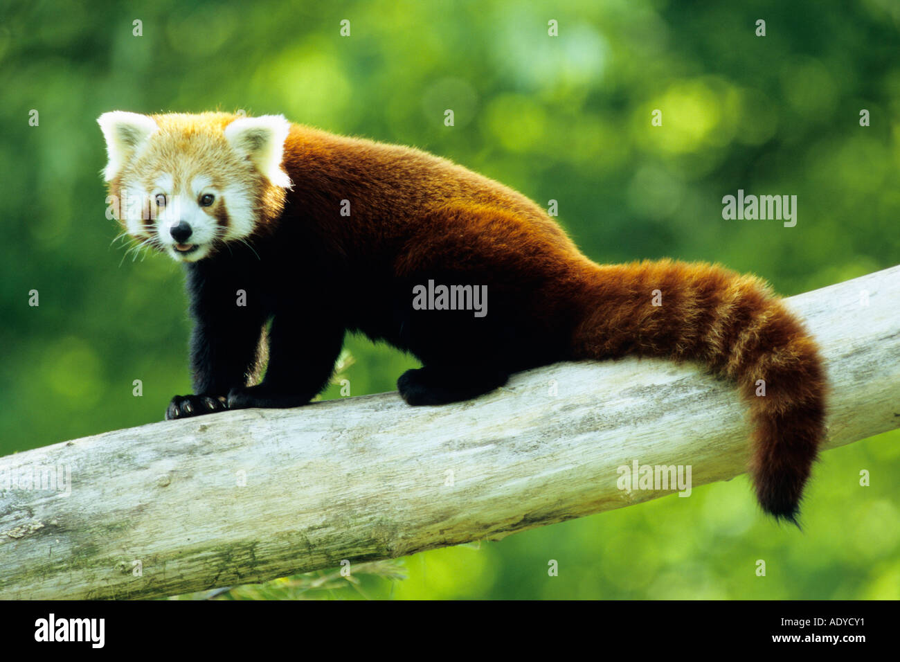 Red cat bear hi-res stock photography and images - Alamy