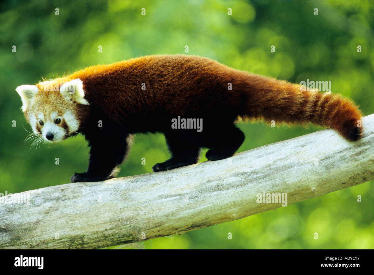 Red cat bear hi-res stock photography and images - Alamy