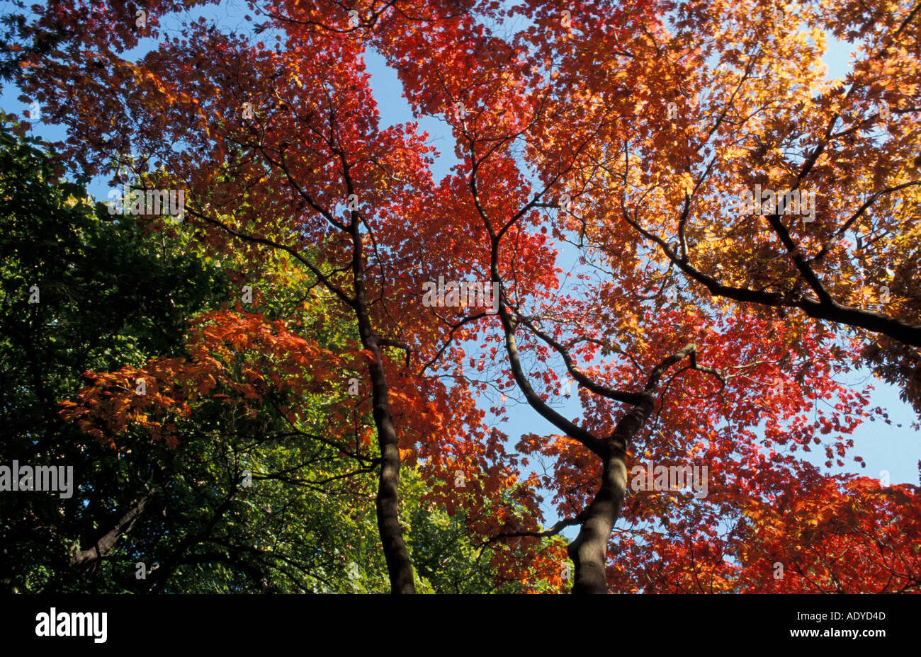 maple tree in autumn colours Stock Photo - Alamy