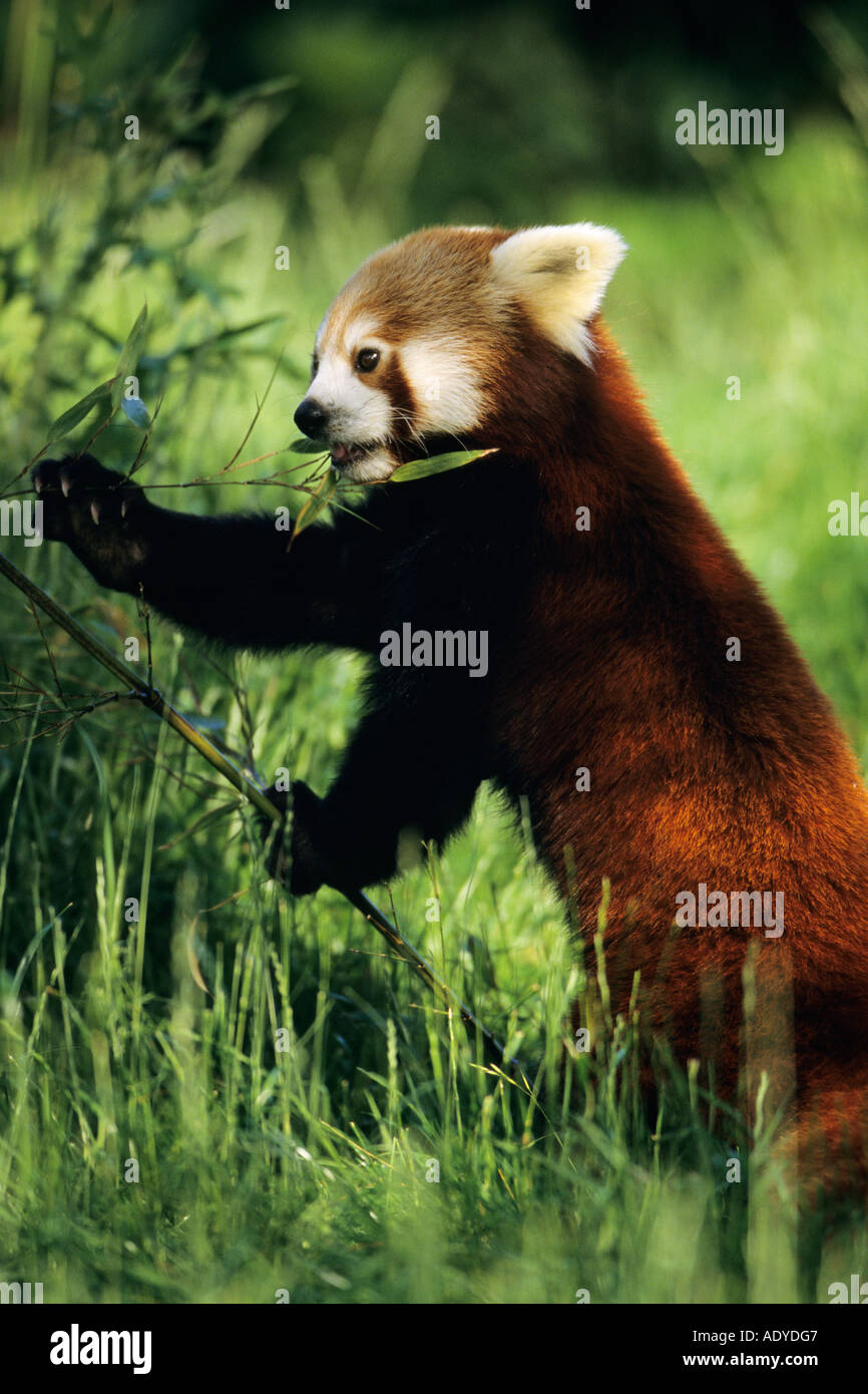 Red Panda Red cat-bear Ailurus fulgens Stock Photo - Alamy
