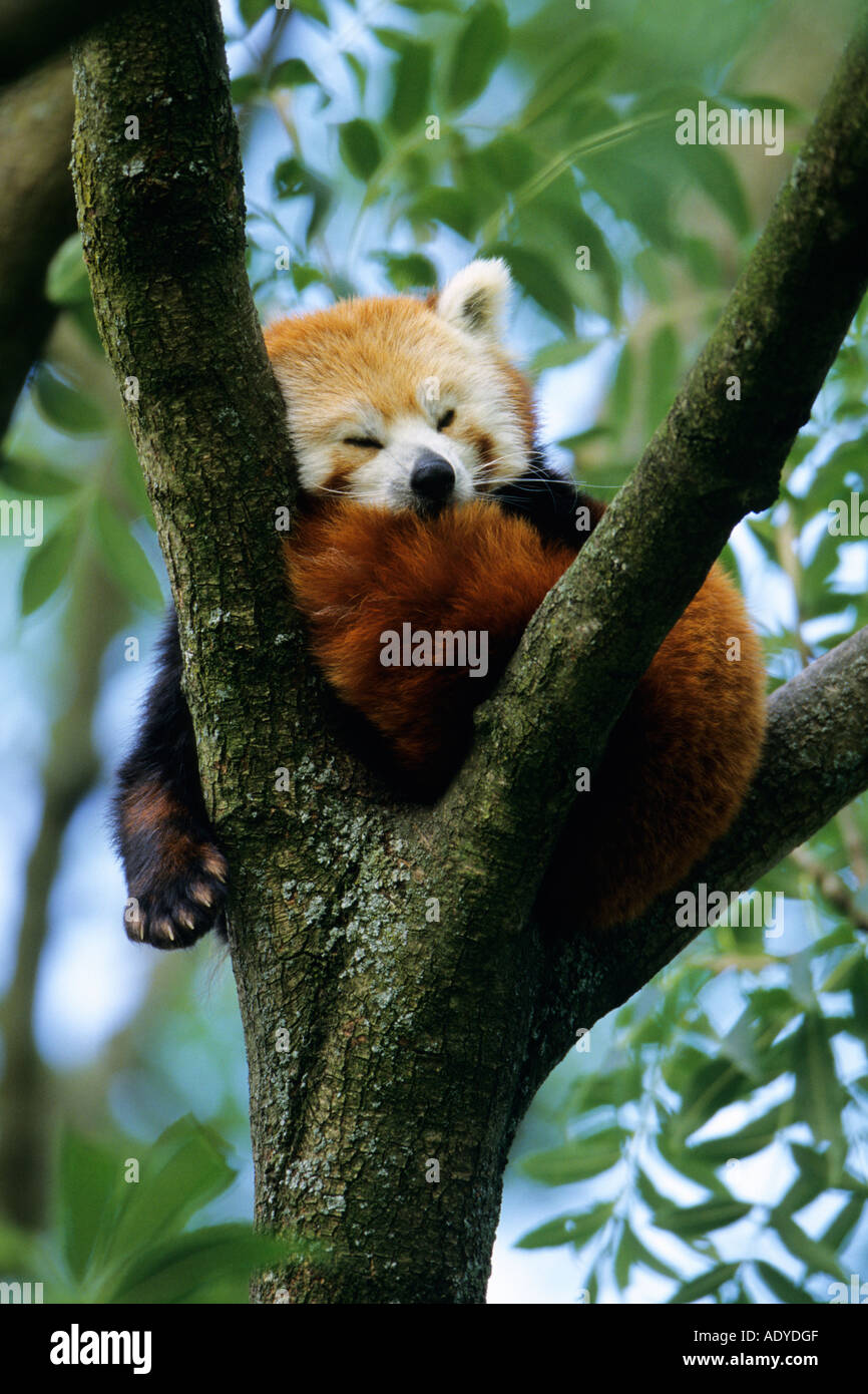 Red Panda Red cat-bear Ailurus fulgens Stock Photo - Alamy