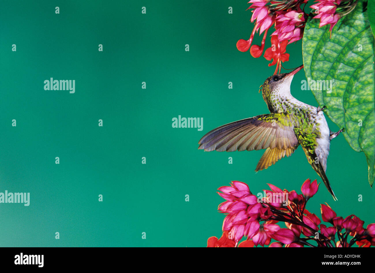 Red billed Streamertail Hummingbird Trochilus polytmus female feeding ...