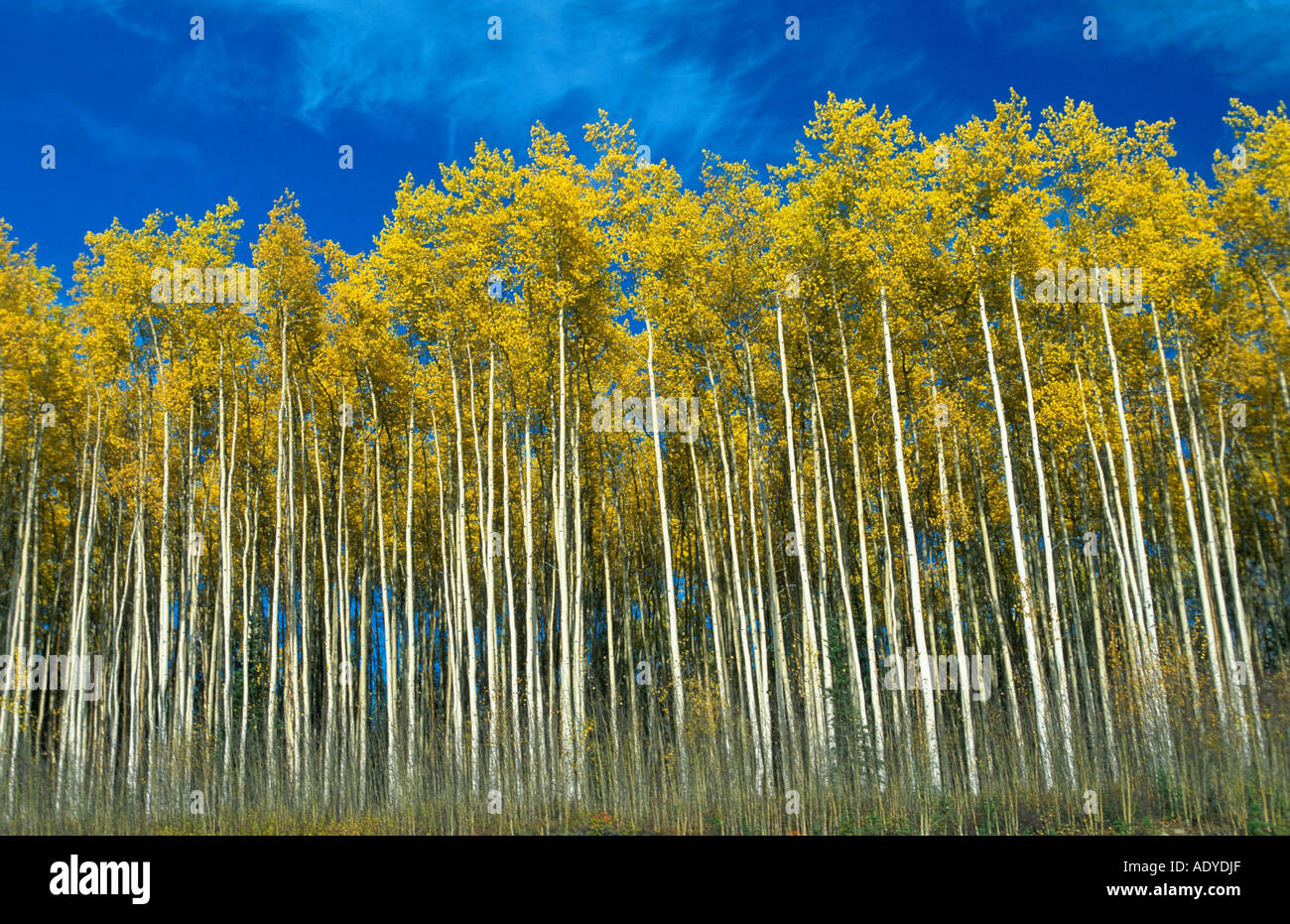 Alaska birch tree trunks hi-res stock photography and images - Alamy