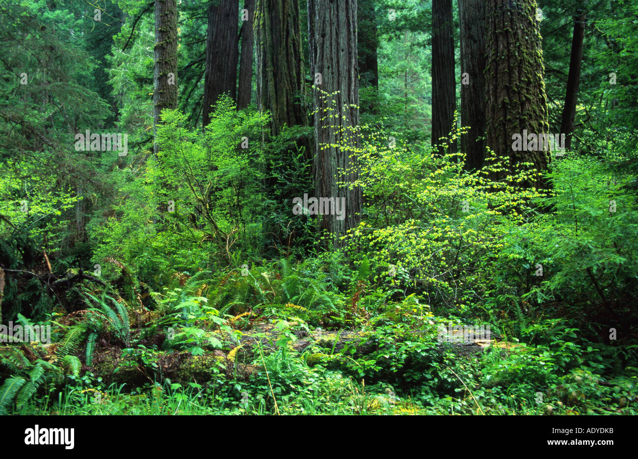 Redwood forest, tree giants in springtime, USA, California, Redwood ...