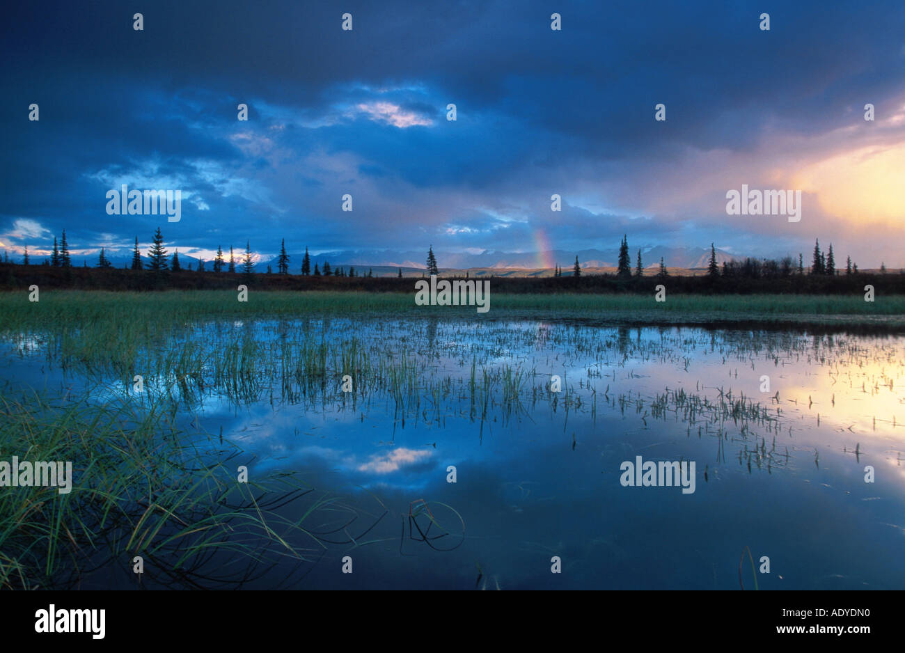 North american taiga hi-res stock photography and images - Alamy