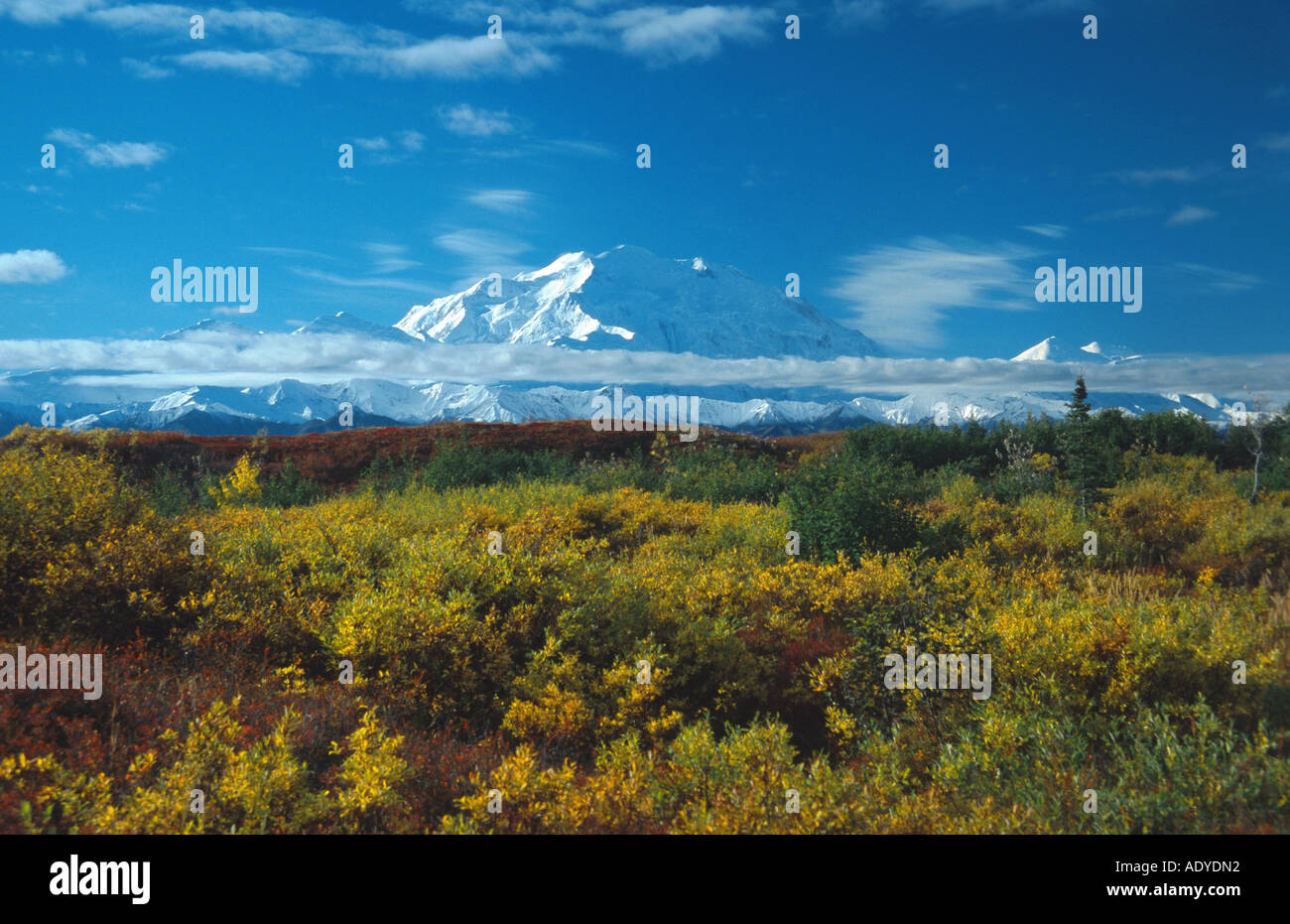 Mount Denali, Mount McKinley, fall colours, USA, Alaska, Denali NP ...