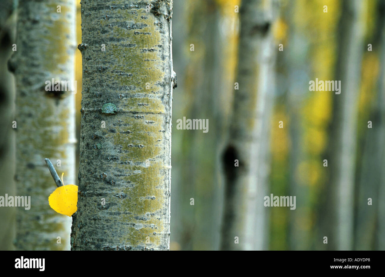 Alaska birch tree trunks hi-res stock photography and images - Alamy