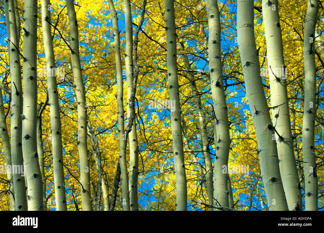 Alaska summer birch forest hi-res stock photography and images - Alamy