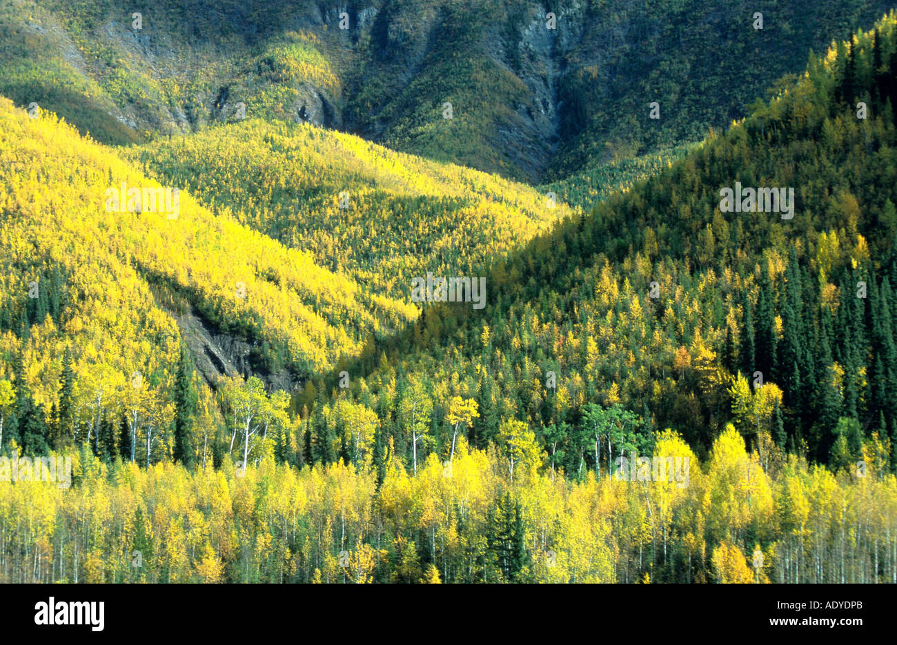 Alaska summer birch forest hi-res stock photography and images - Alamy