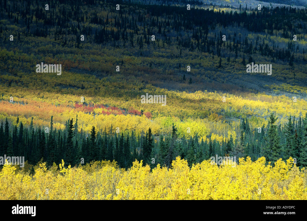 Alaska summer birch forest hi-res stock photography and images - Alamy