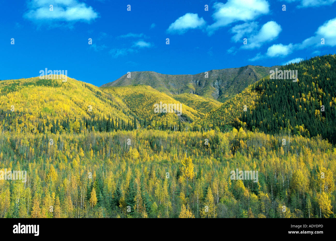 Alaska summer birch forest hi-res stock photography and images - Alamy
