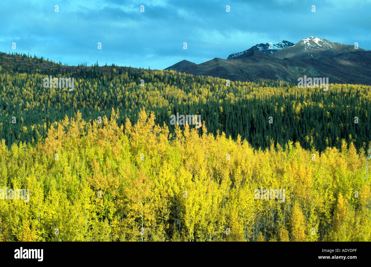 Alaska summer birch forest hi-res stock photography and images - Alamy