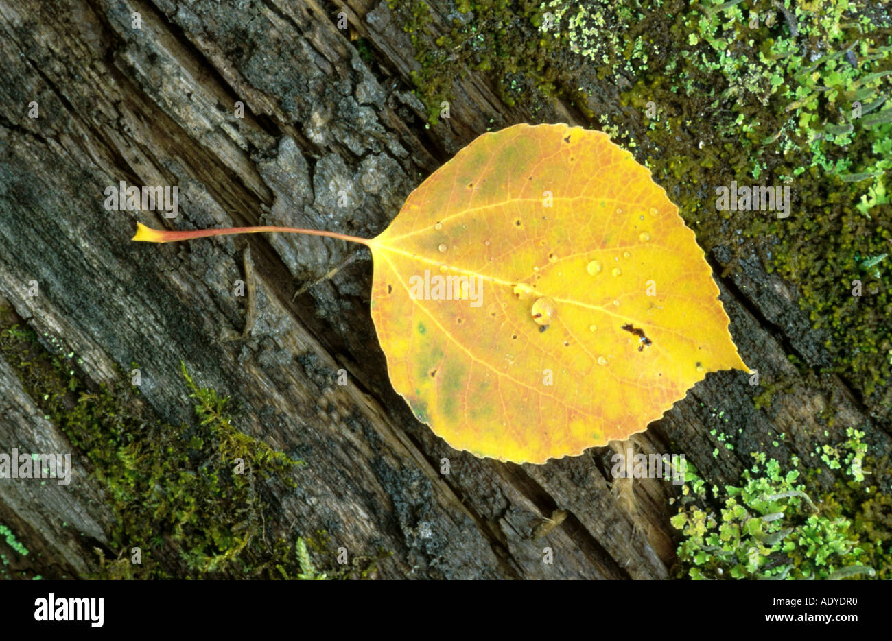 orange birch tree leaf covered with raindrops on tree trunk, Canada ...
