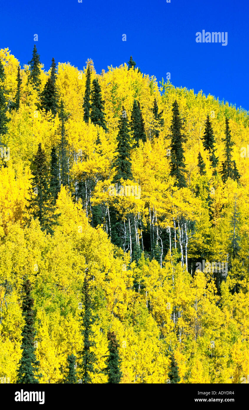 birch tree forest, Canada, Yukon, Alaska Highway Stock Photo - Alamy