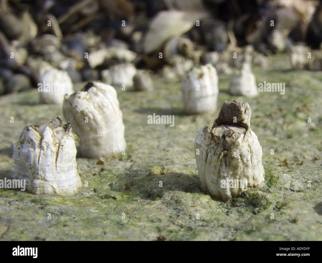 Balanus spec hi-res stock photography and images - Alamy