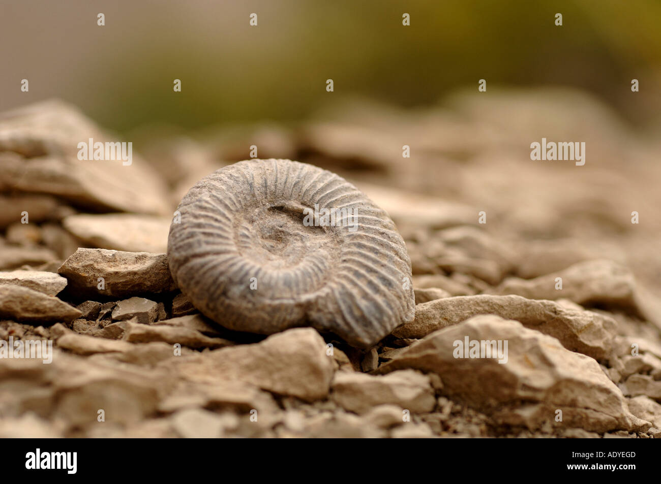 Ammonites hi-res stock photography and images - Alamy