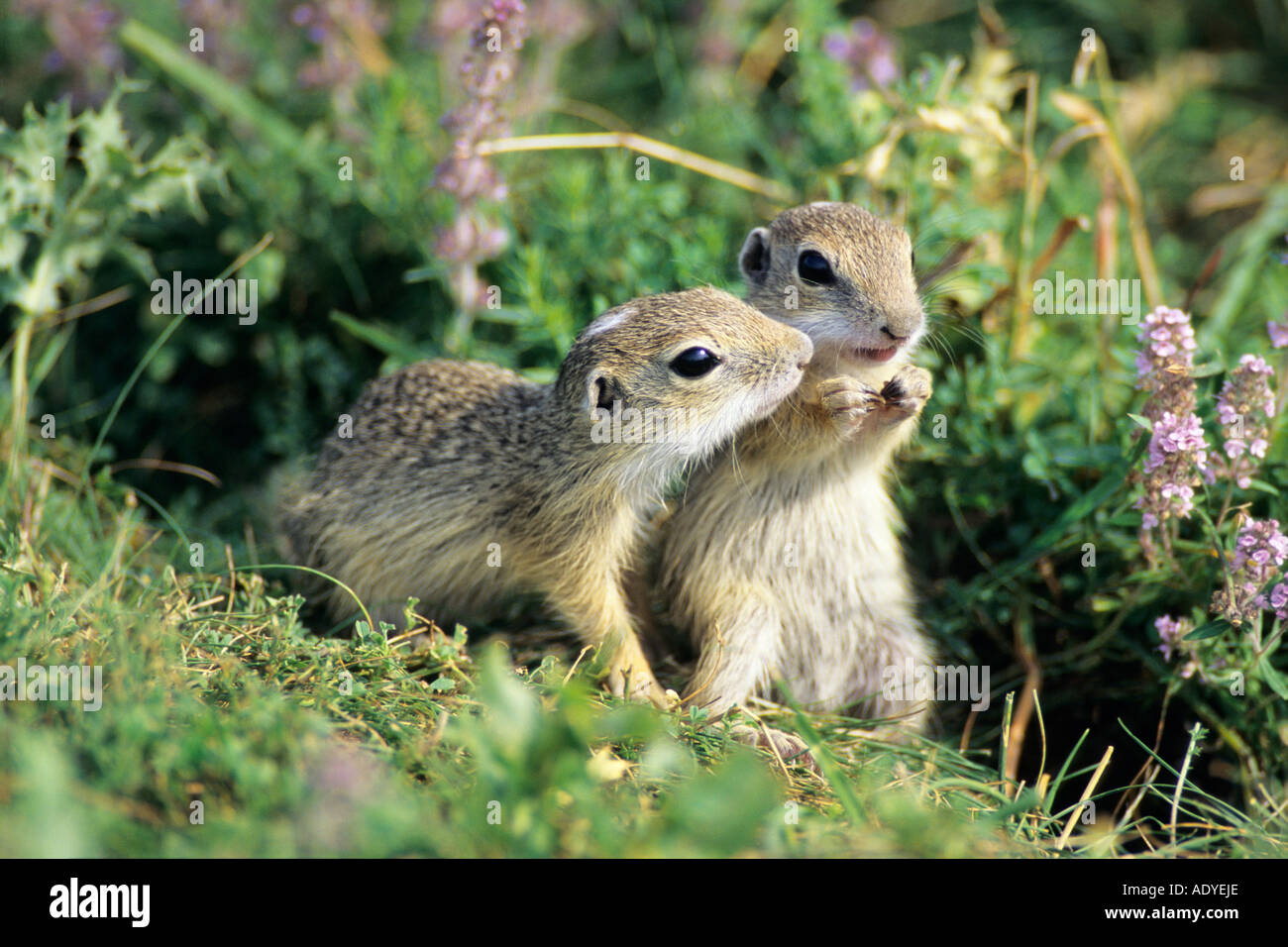 Suslik Citellus citellus Stock Photo - Alamy