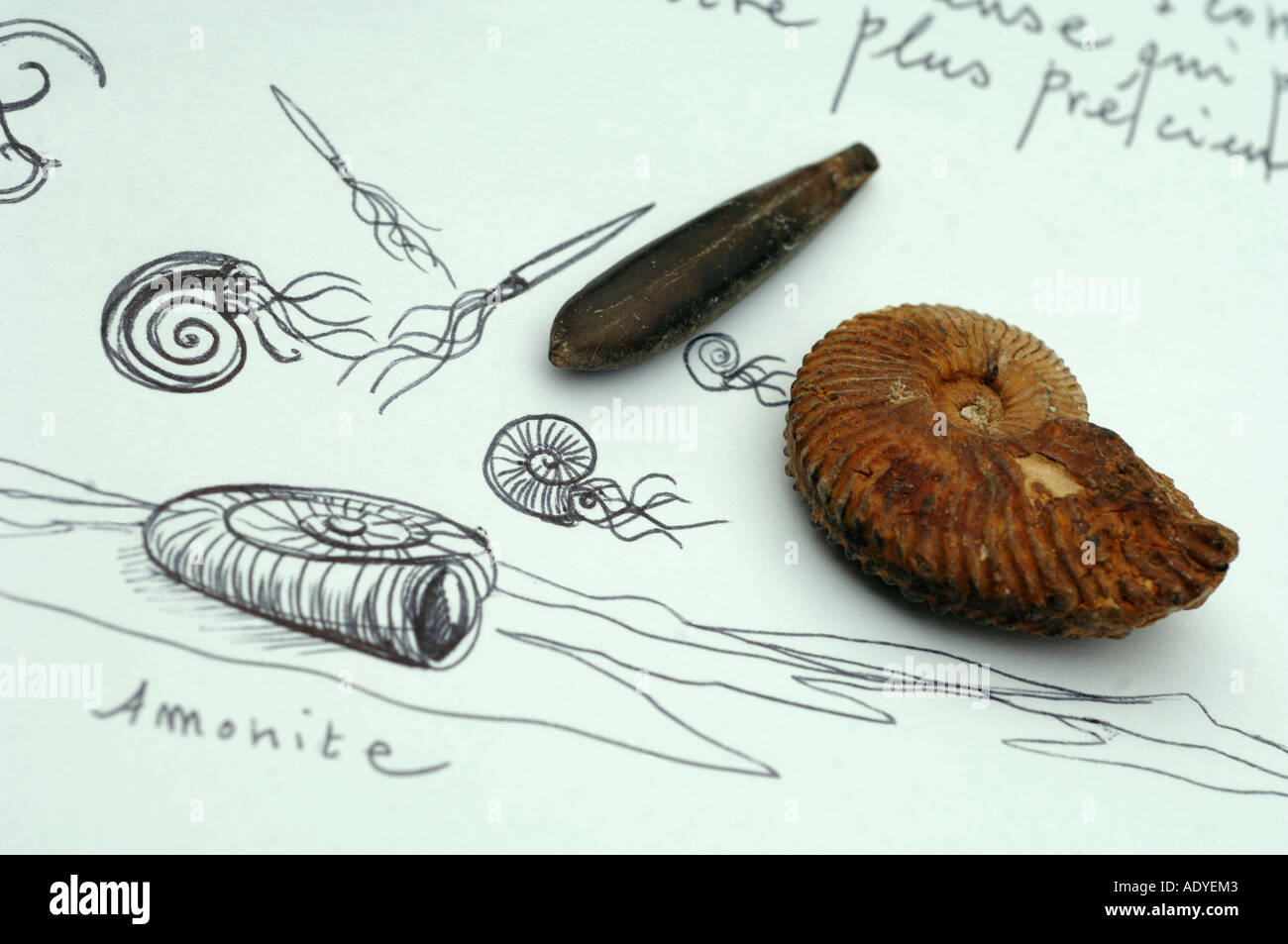 Ammonite and belemnite on sketches hi-res stock photography and images ...