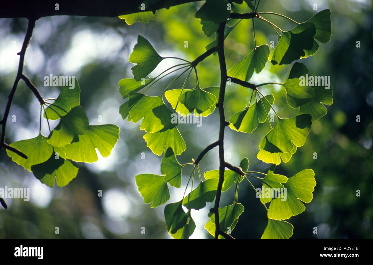 Tertiary branches hi-res stock photography and images - Alamy