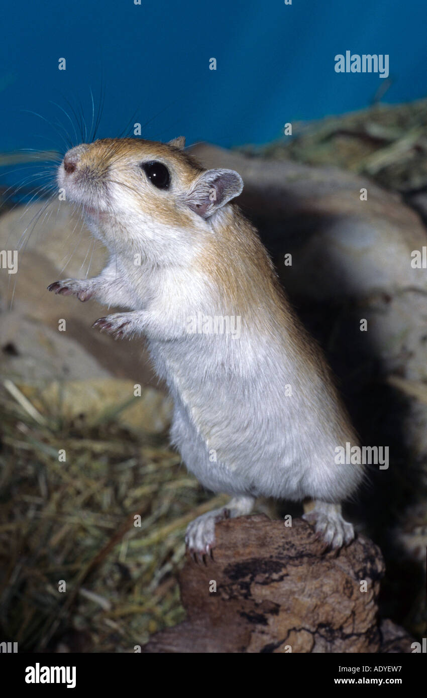 Clawed jird meriones hi-res stock photography and images - Alamy