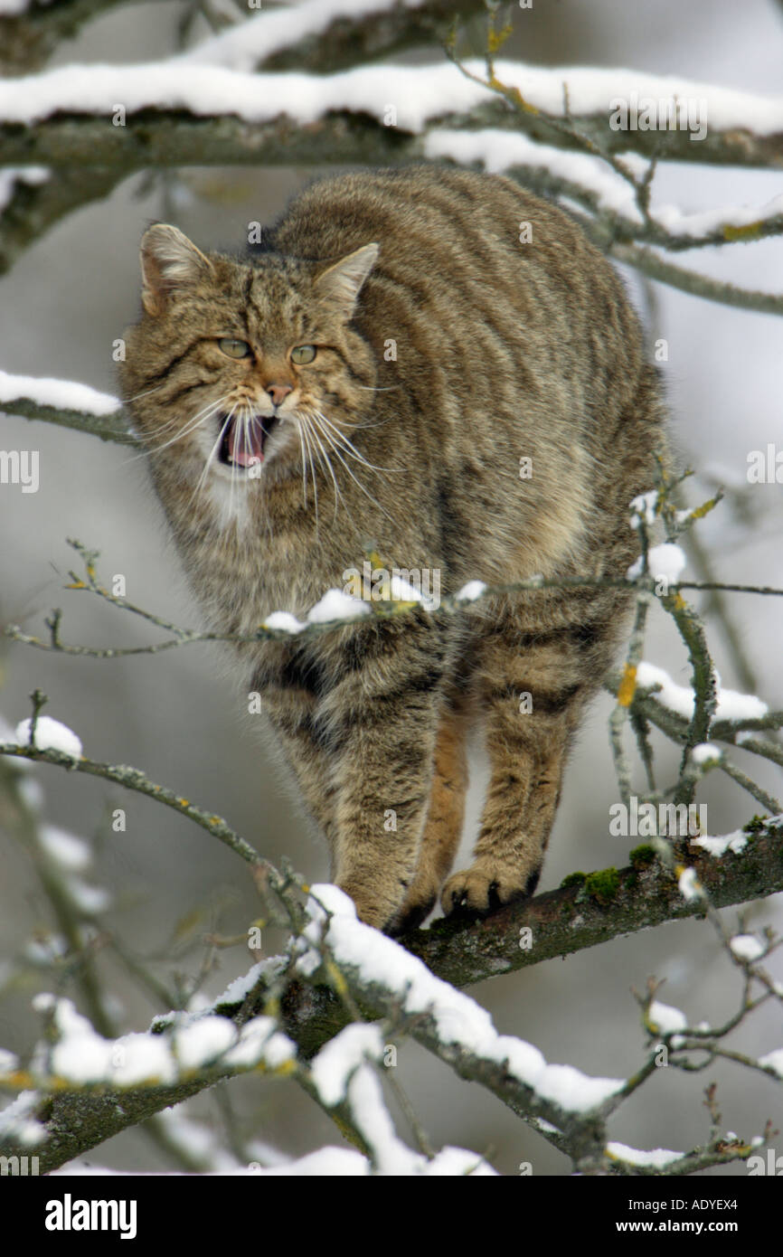 Wild Cat Felis sylvestris Stock Photo - Alamy