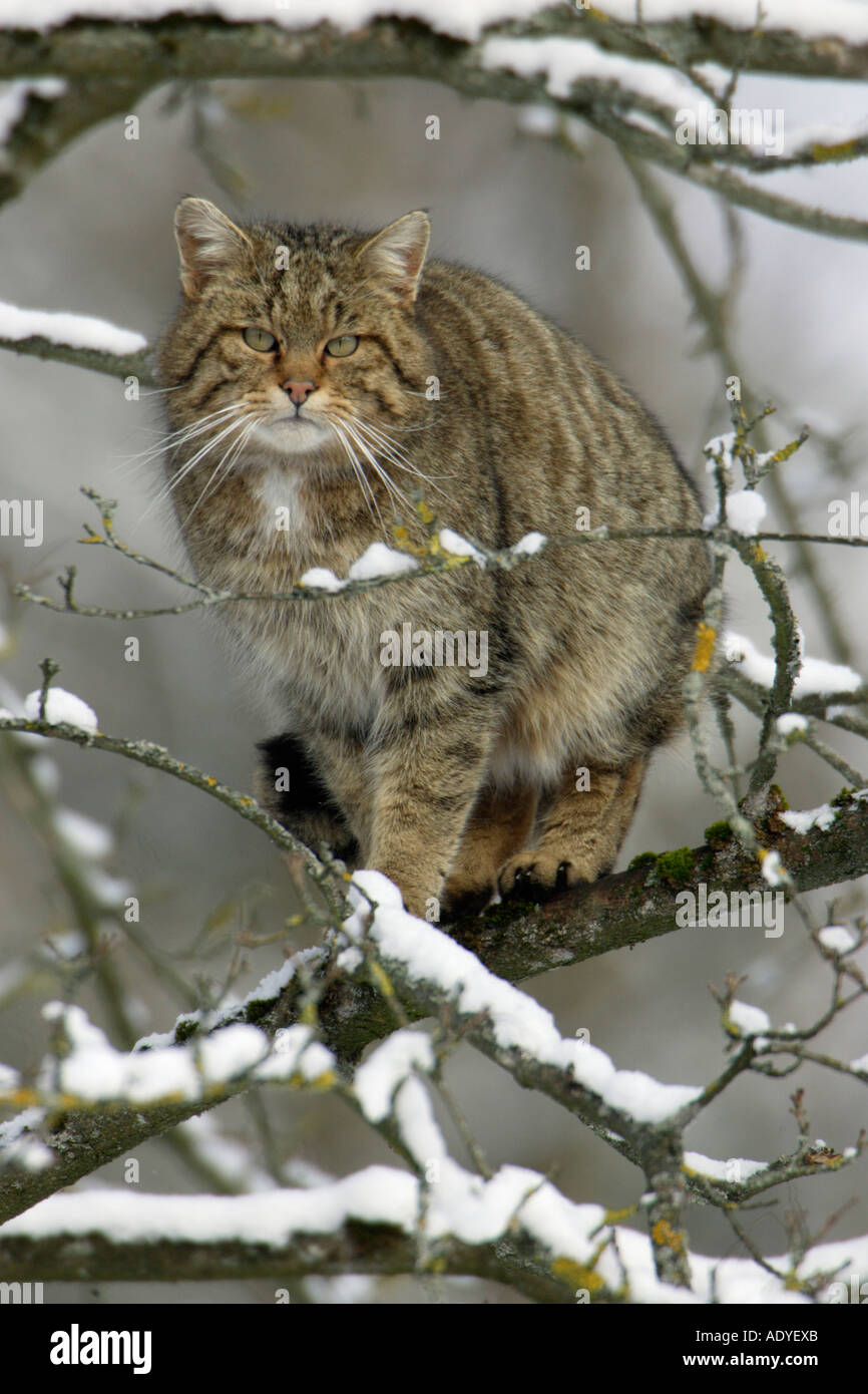 Wild Cat Felis sylvestris Stock Photo - Alamy