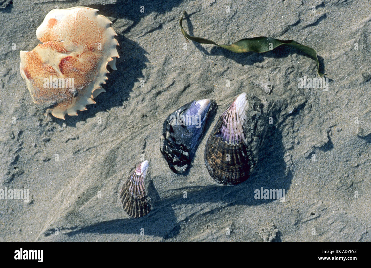 floatsam, Namibia, Luederitz Stock Photo - Alamy