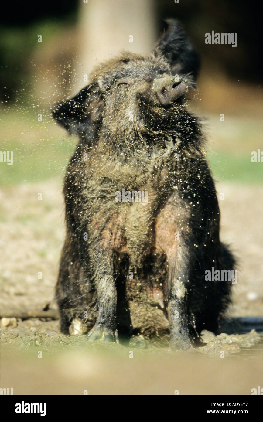 Wild Pig Sus scrofa Stock Photo - Alamy