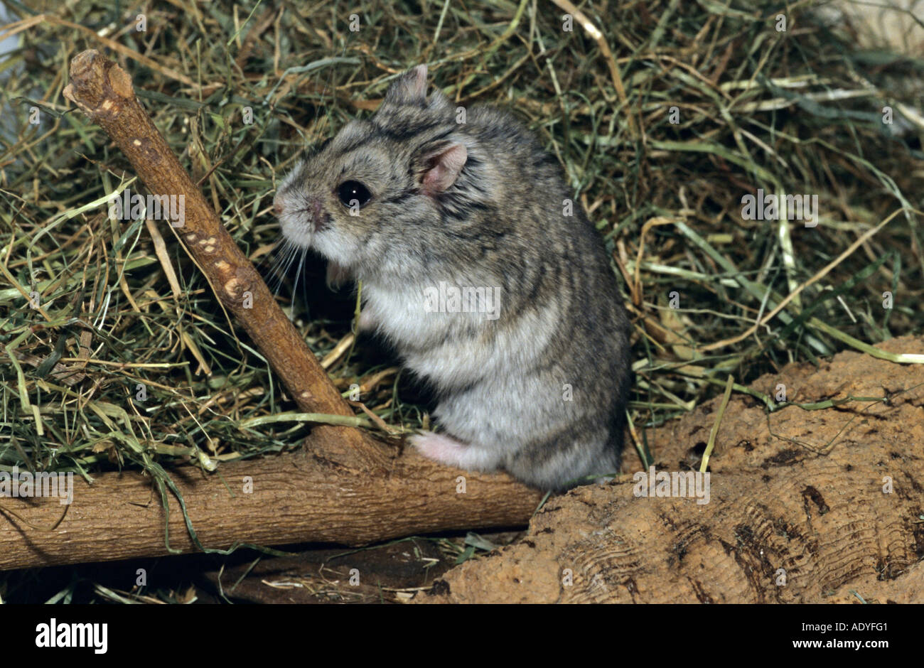 small desert hamsters, dwarf hamsters (Phodopus spec.), grovelling ...