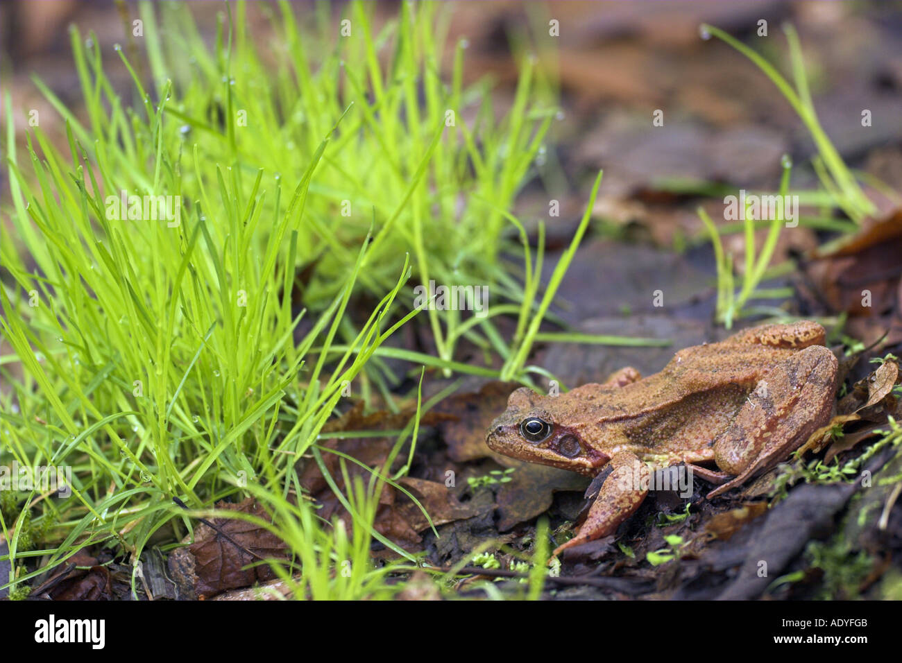 common frog, grass frog (Rana temporaria), at the amphibian migration ...