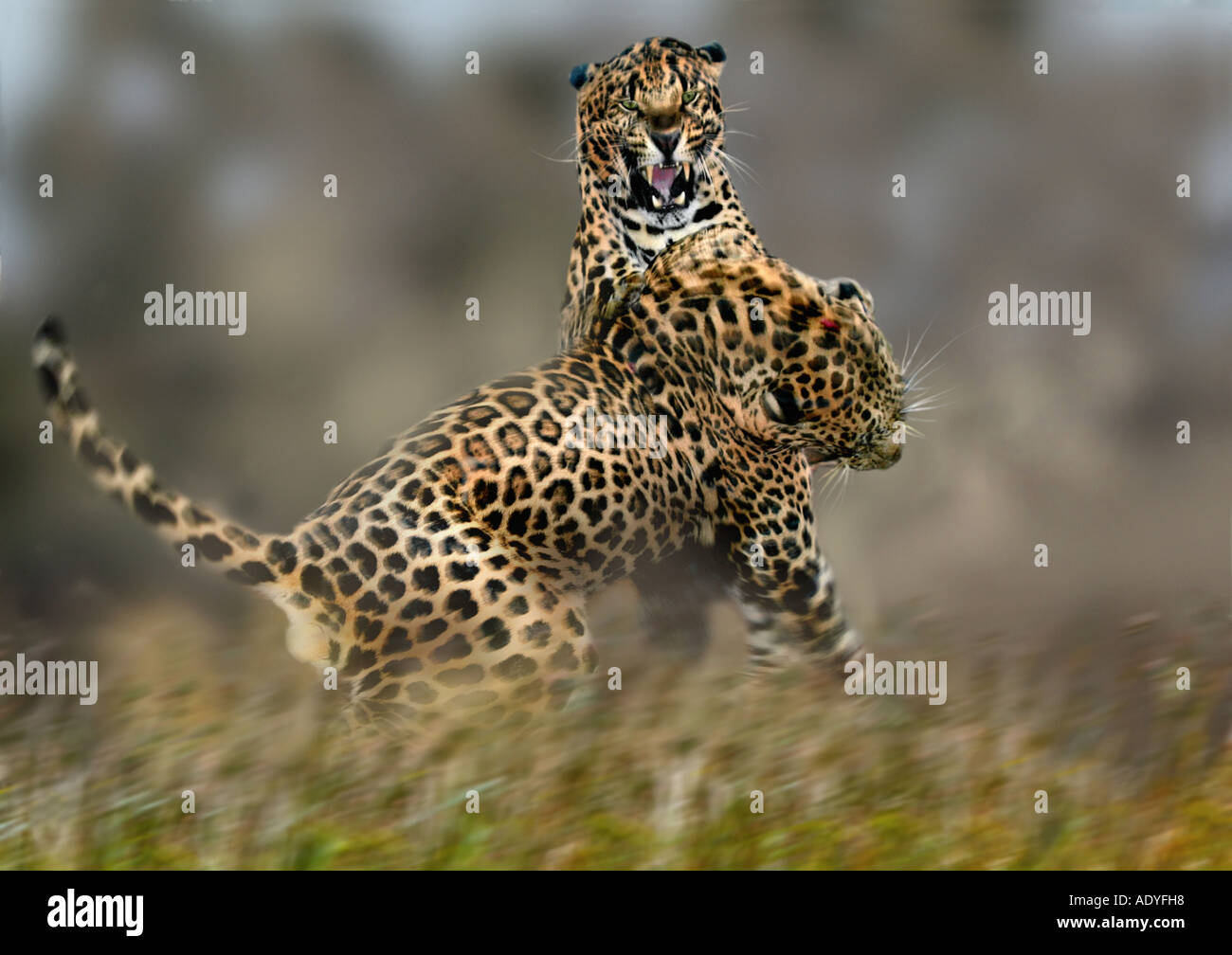 Photo: two leopards fighting hi-res stock photography and images - Alamy