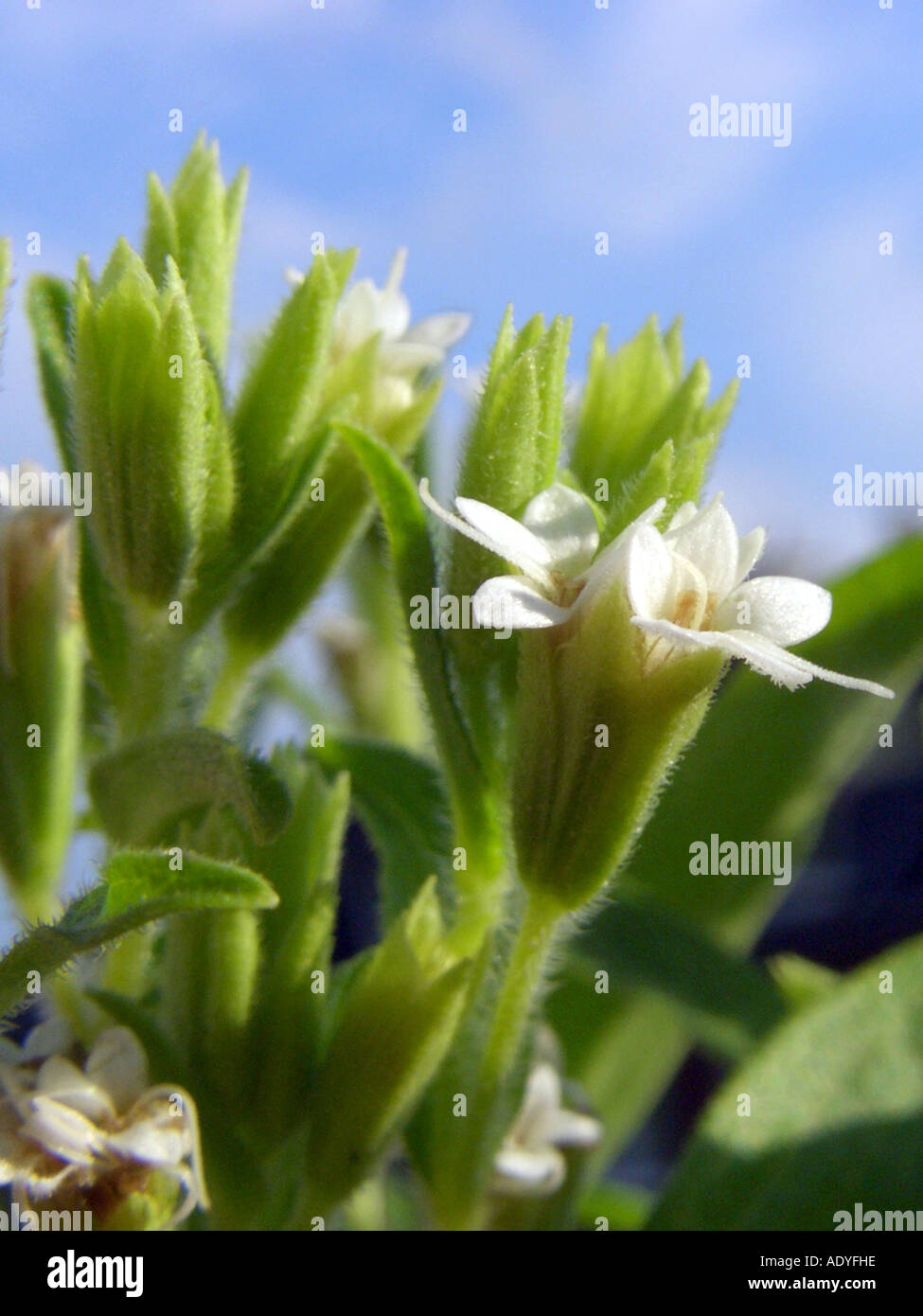 stevia (Stevia rebaudiana), natural sweetener, sugar substitution ... stevia (Stevia rebaudiana), natural sweetener, sugar substitution ...