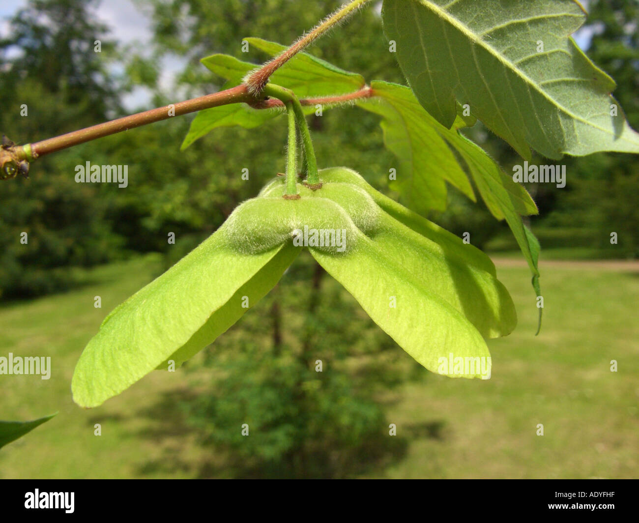 Fruit schizocarp hi-res stock photography and images - Alamy