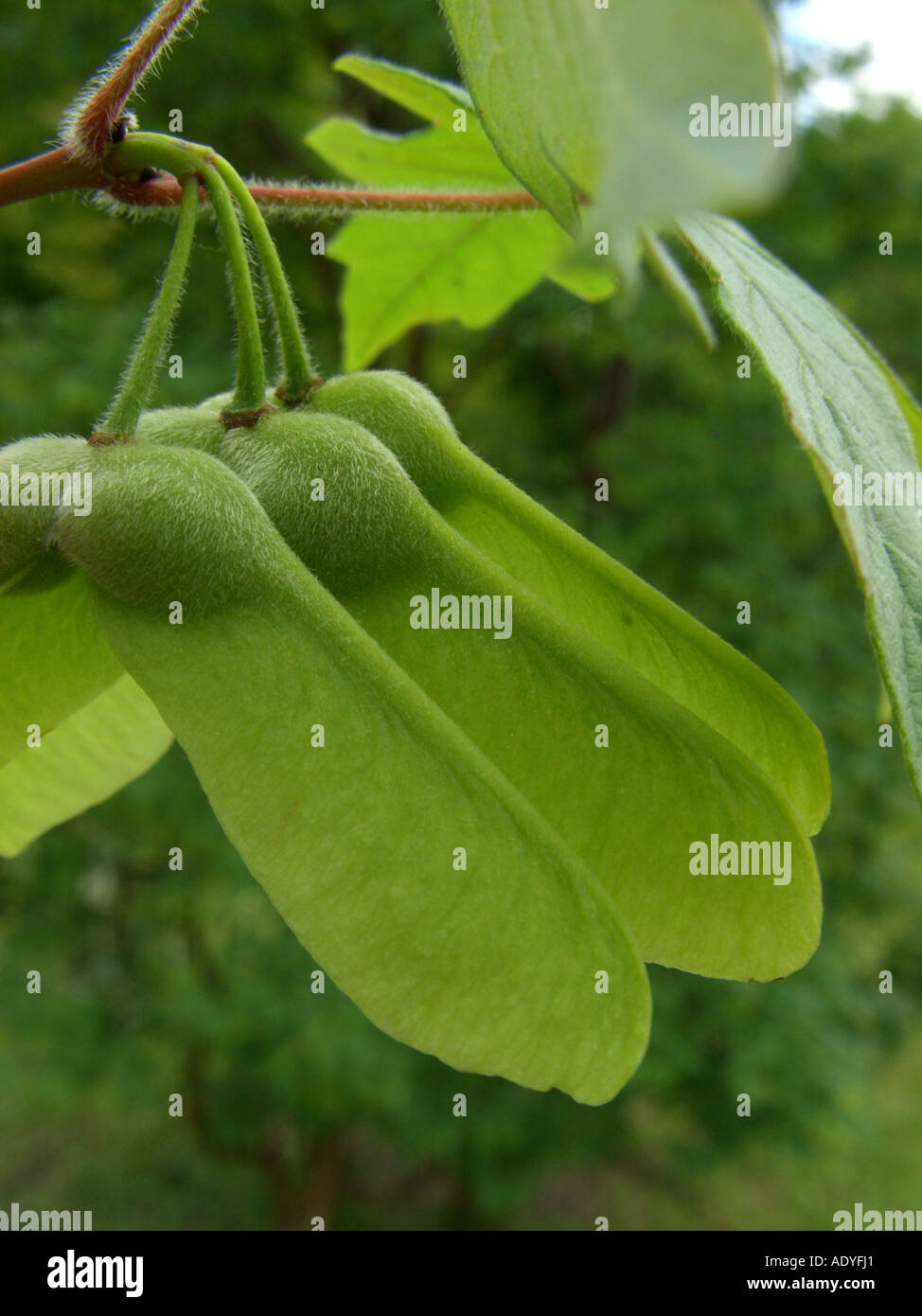 Schizocarp fruits hi-res stock photography and images - Alamy