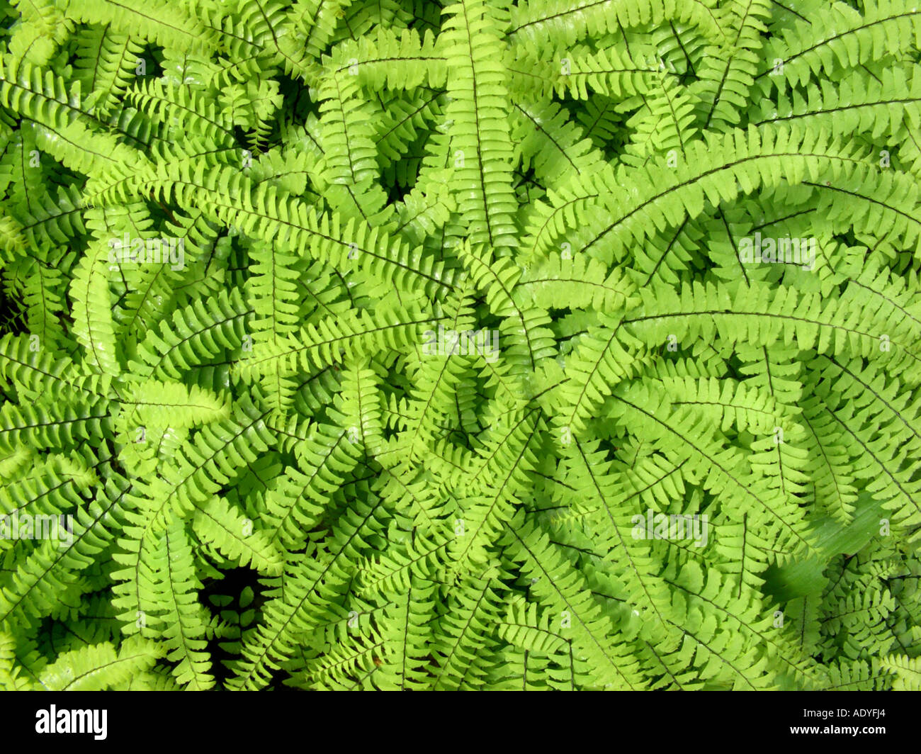 northern maidenhair fern, Canadian maidenhair, American Maidenhair ...