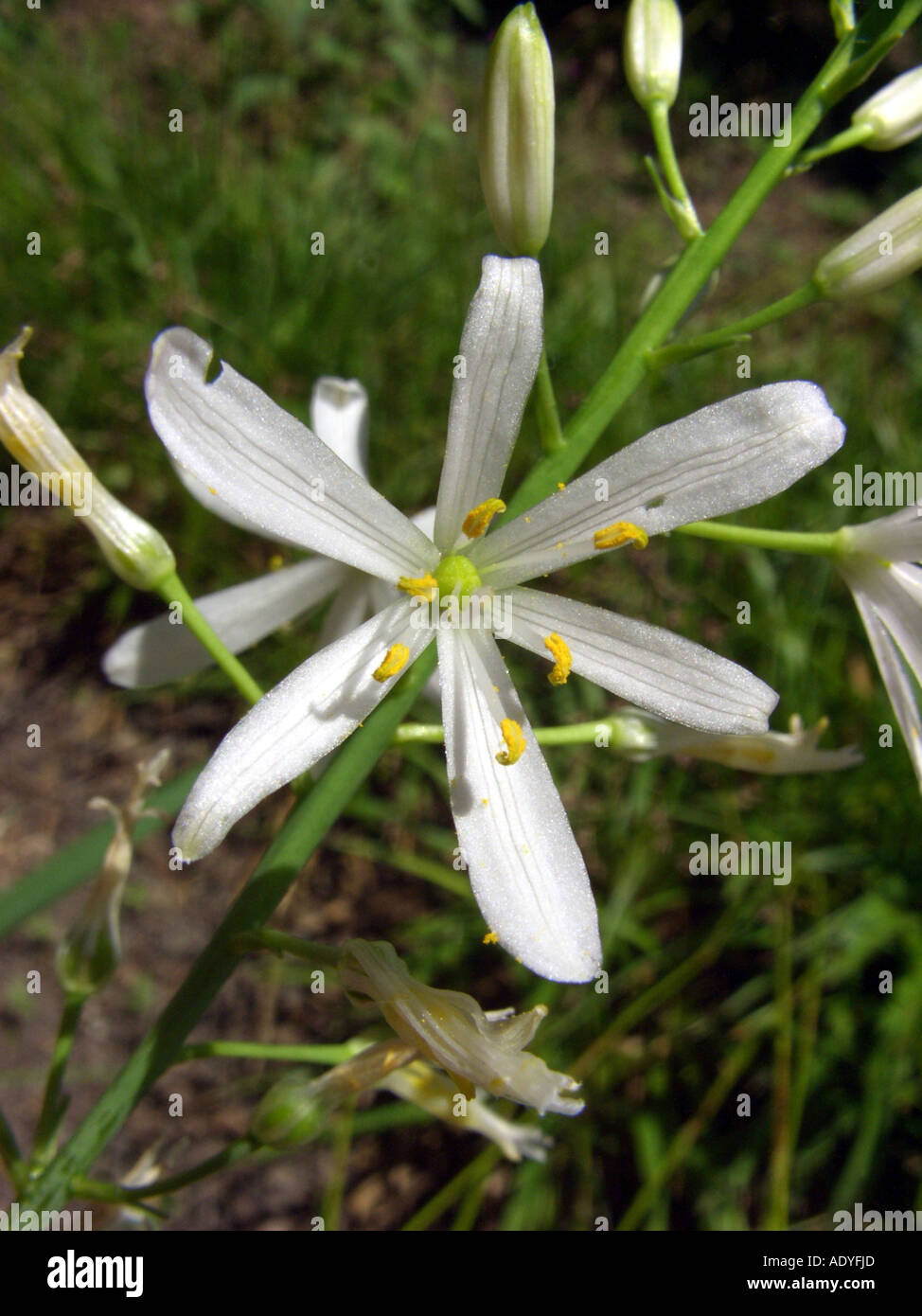 St. Bernard's lily (Anthericum liliago), flower Stock Photo - Alamy