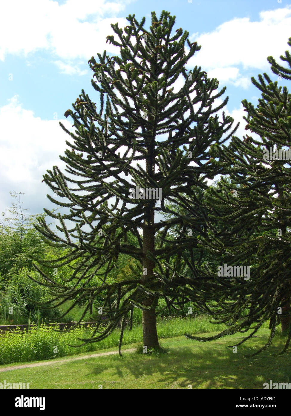 With chilean pines hi-res stock photography and images - Alamy