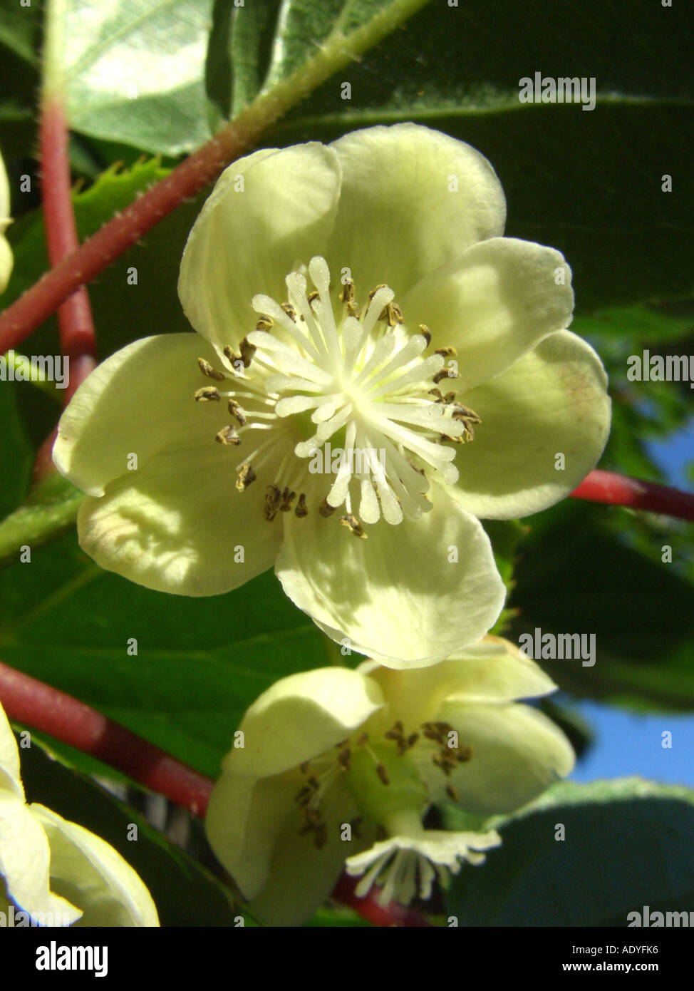 Tara Vine, Bower Actinidia, Mini Kiwi (Actinidia arguta), flower Stock ...
