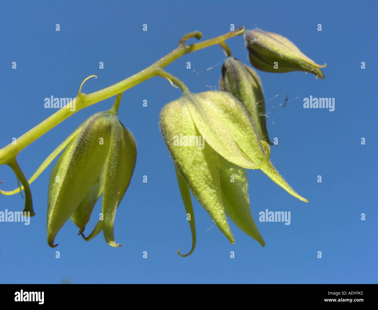 Dead Man's Fingers (Decaisnea fargesii), flowers against blue sky Stock ...
