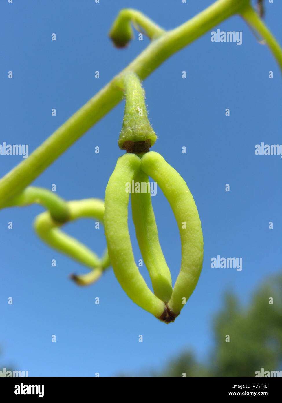 Dead mans fingers hi-res stock photography and images - Alamy