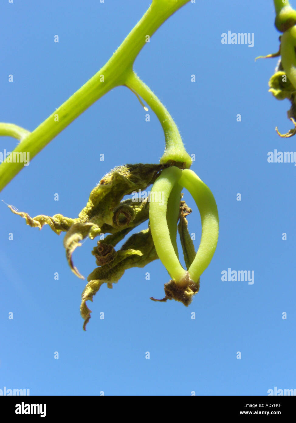 Decaisnea hi-res stock photography and images - Alamy